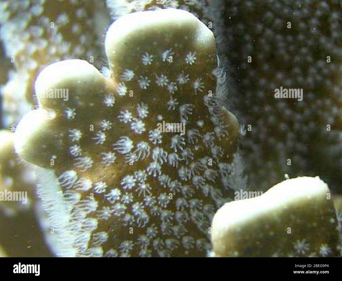 Heliopora Coerulea High Resolution Stock Photography and Images - Alamy