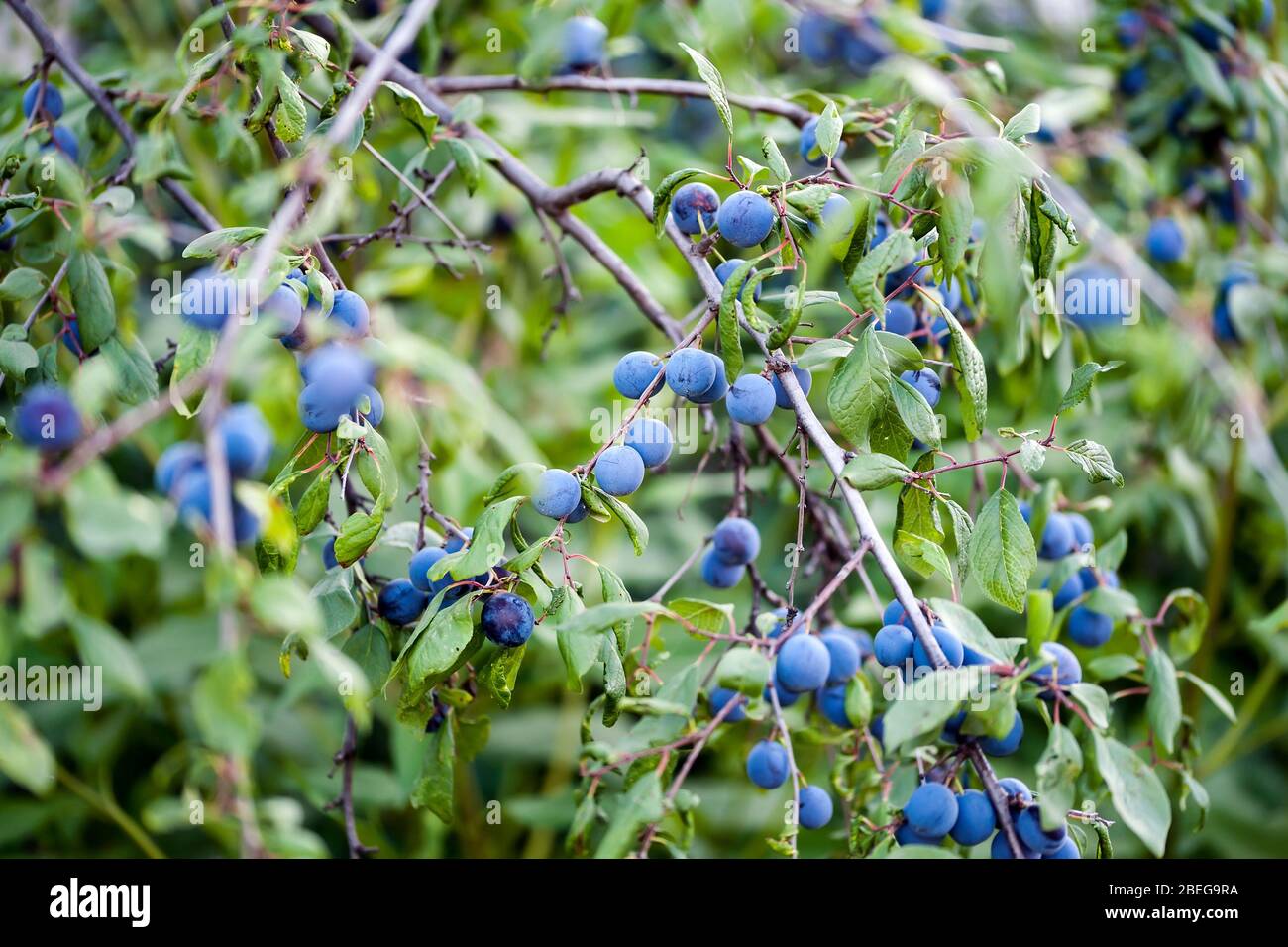 Plum Fruit Tree High Resolution Stock Photography and Images - Alamy