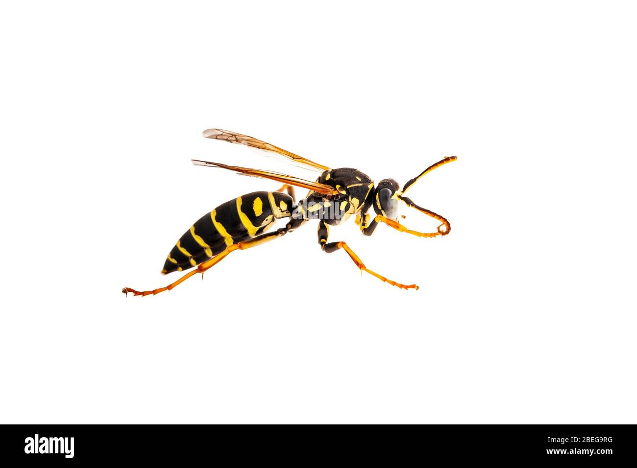 Yellow Jacket Wasp Insect Parasite Isolated on White Background Stock ...