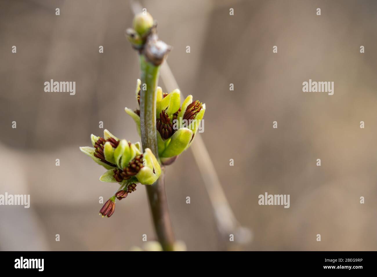 Bud Elder High Resolution Stock Photography and Images - Alamy