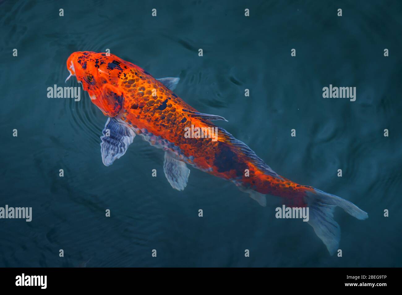 Koi Carp swimming in the clear pond in Japan Stock Photo - Alamy