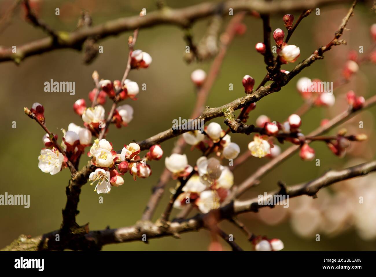 Ice sakura tree hi-res stock photography and images - Alamy