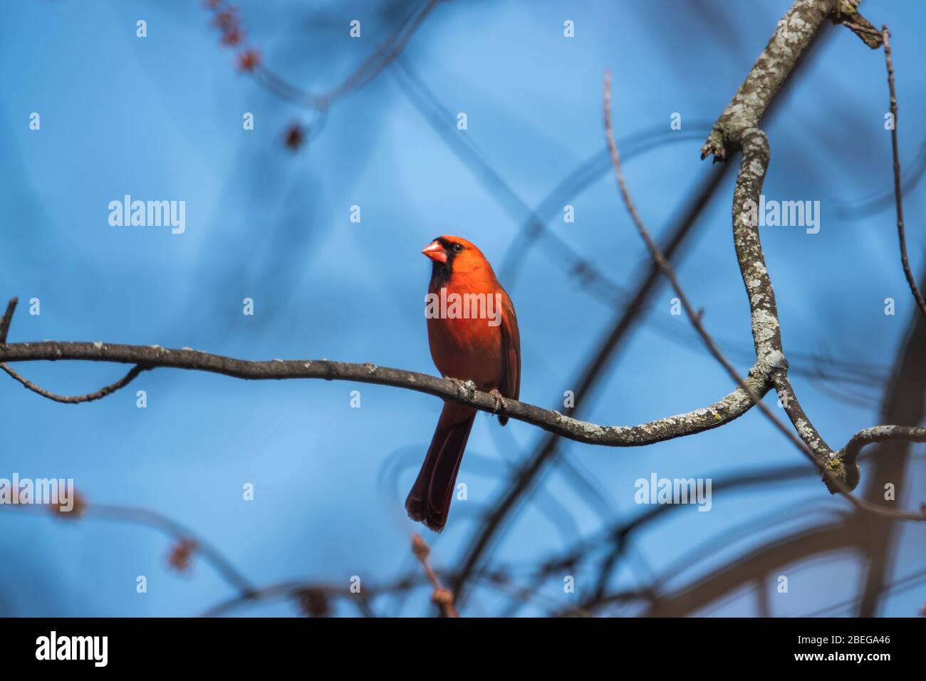 Michigan cardinal hi-res stock photography and images - Alamy