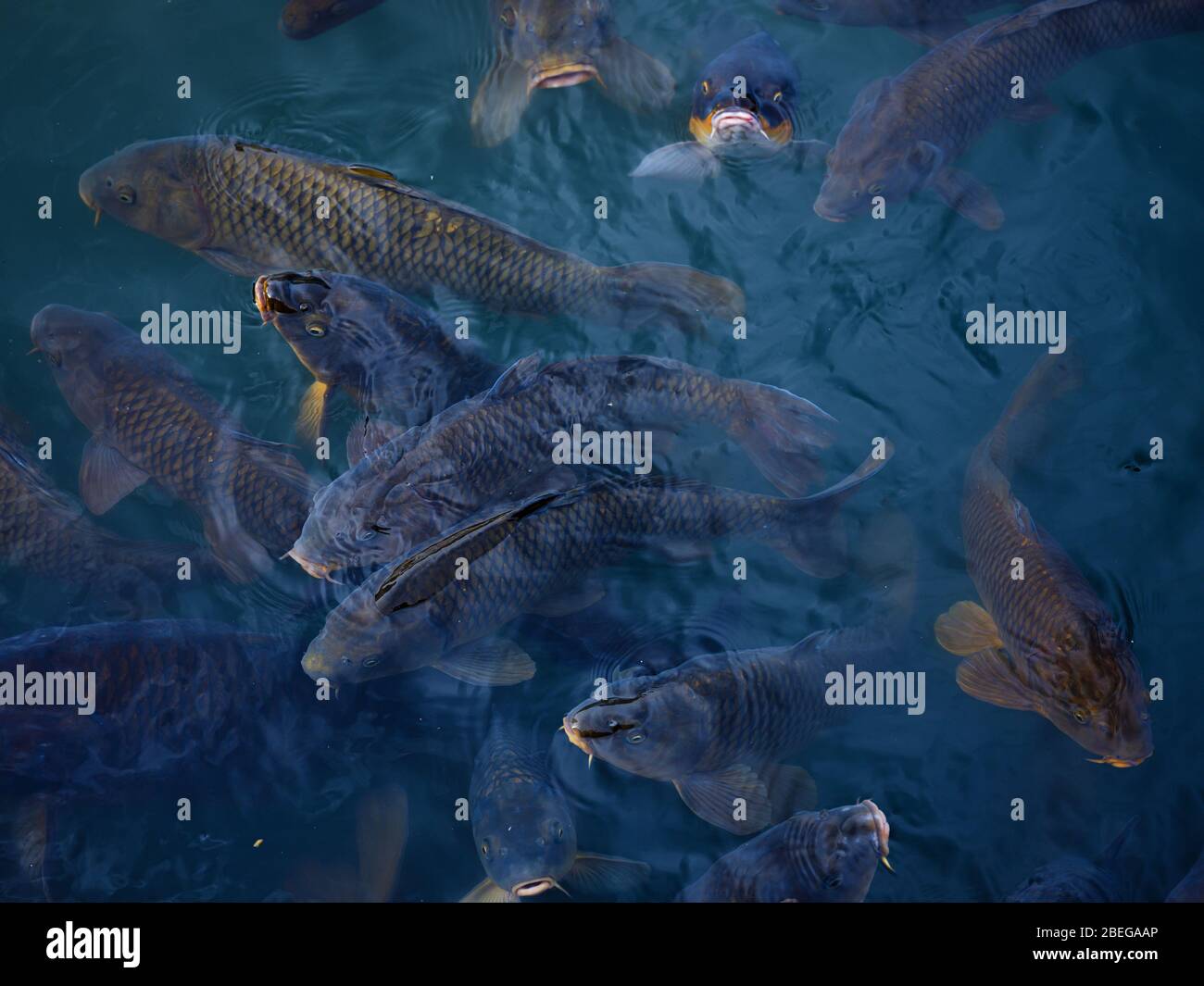Good Luck Koi Fish High Resolution Stock Photography and Images - Alamy