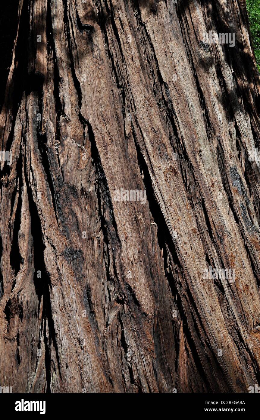 redwood tree, Sequoia sempervirens, bark in Big Basin Redwoods State ...