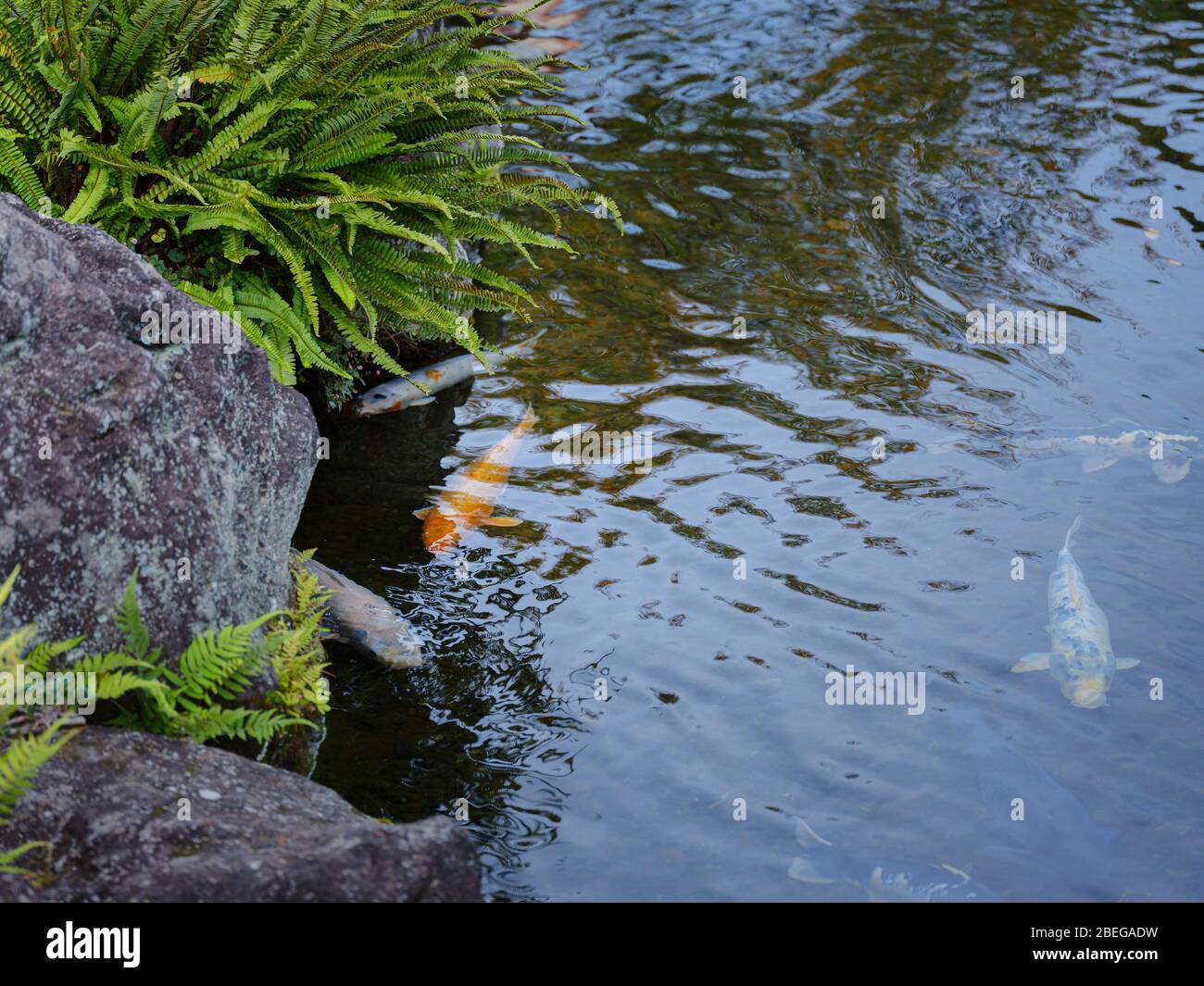 Koi Carp swimming in the clear pond in Japan Stock Photo - Alamy