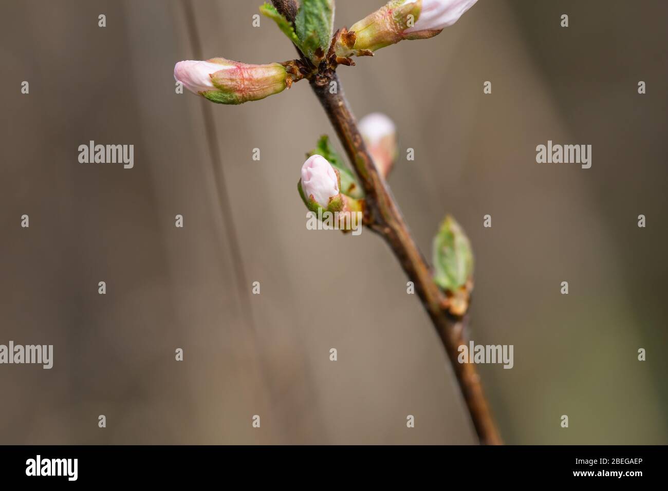 Michigan cherry tree hi-res stock photography and images - Alamy