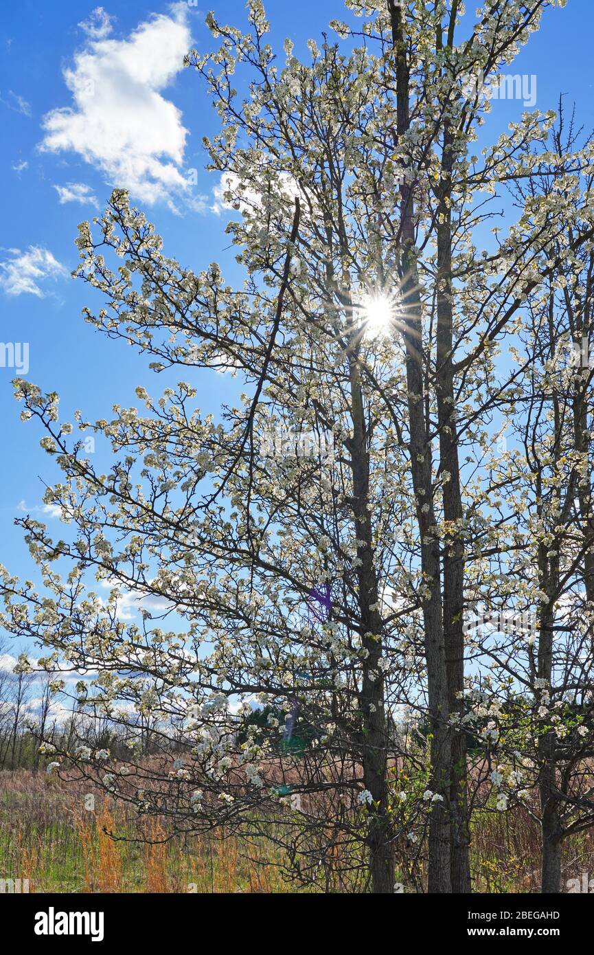 View of a Callery Pear (Pyrus calleryana) tree with white flowers in ...
