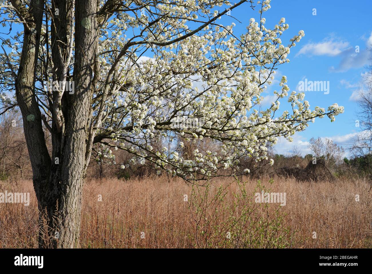 View of a Callery Pear (Pyrus calleryana) tree with white flowers in ...
