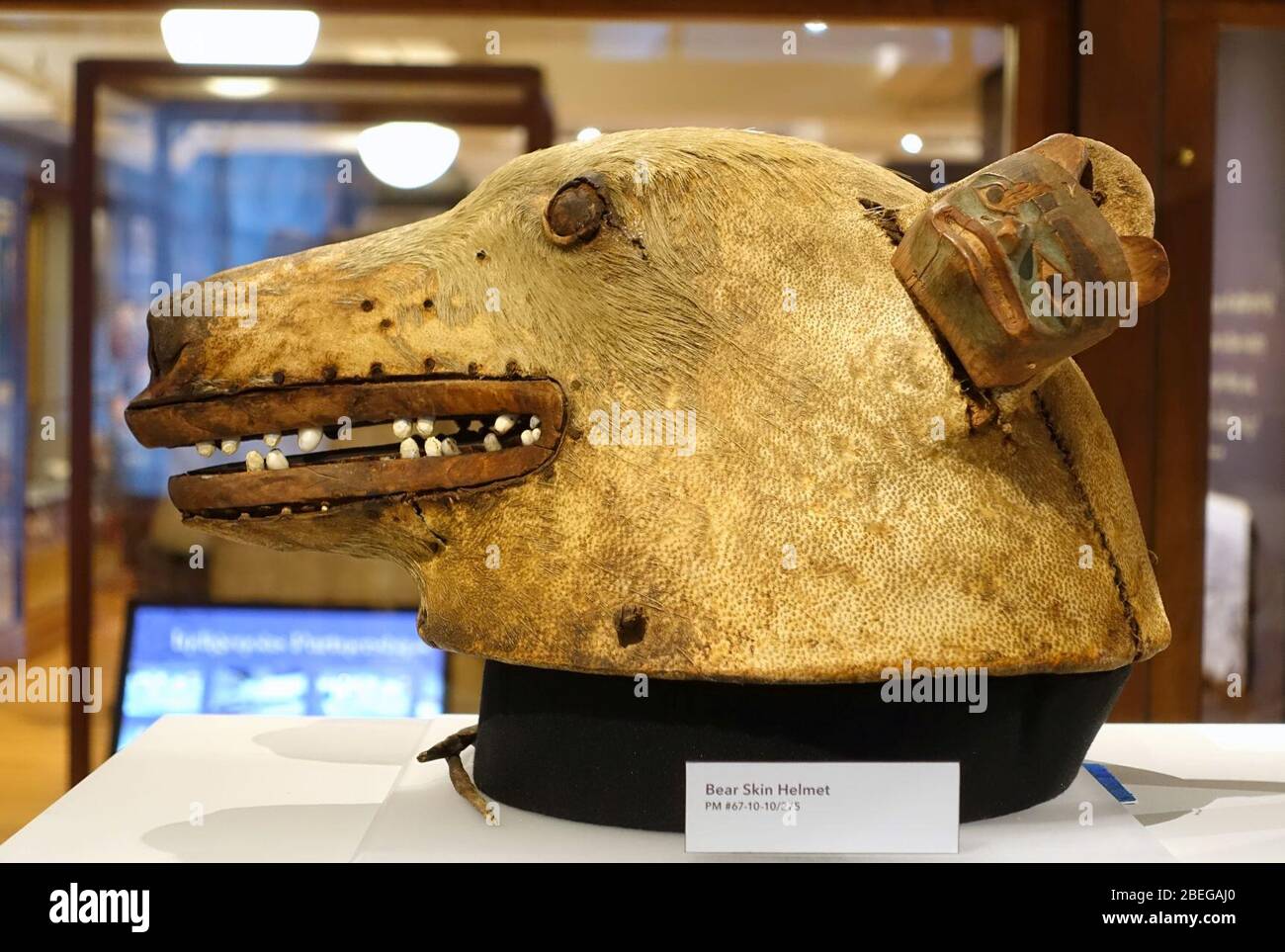 Helmet, Tlingit, Alaska, before 1867, wood, bear skin, tooth, iron ...