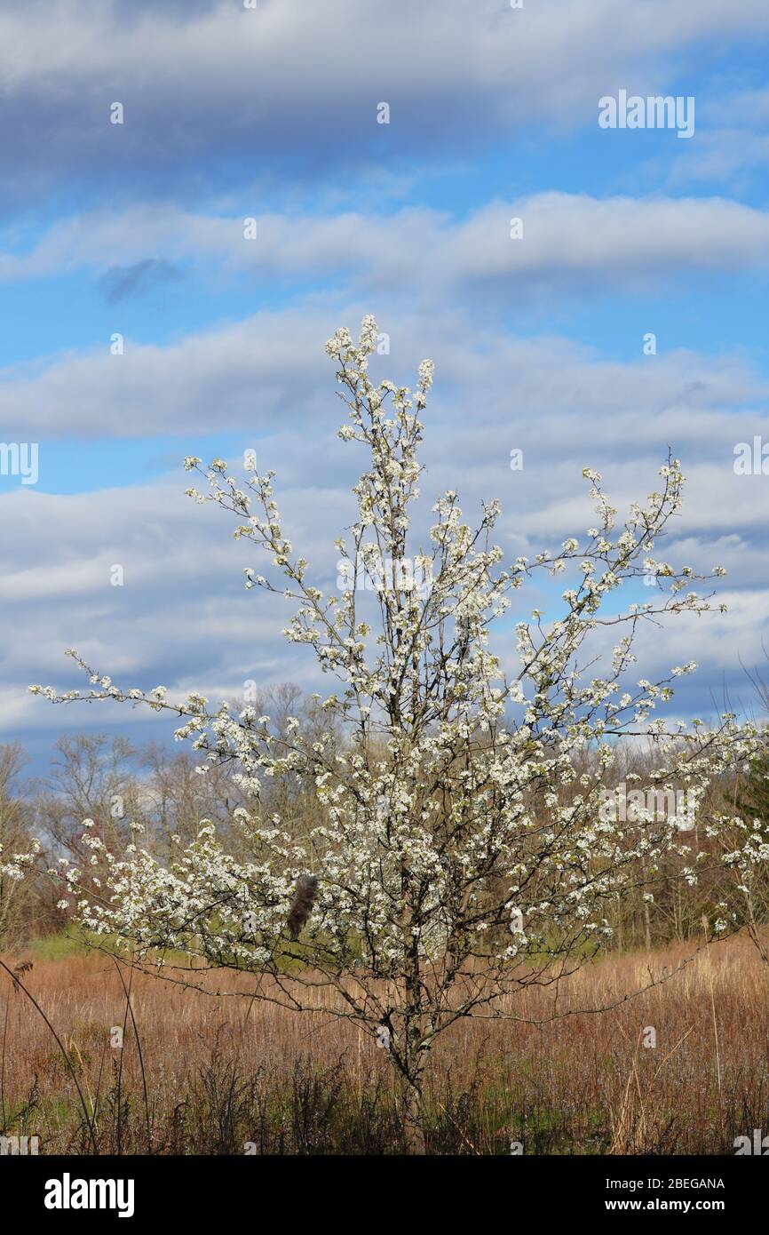 View of a Callery Pear (Pyrus calleryana) tree with white flowers in ...