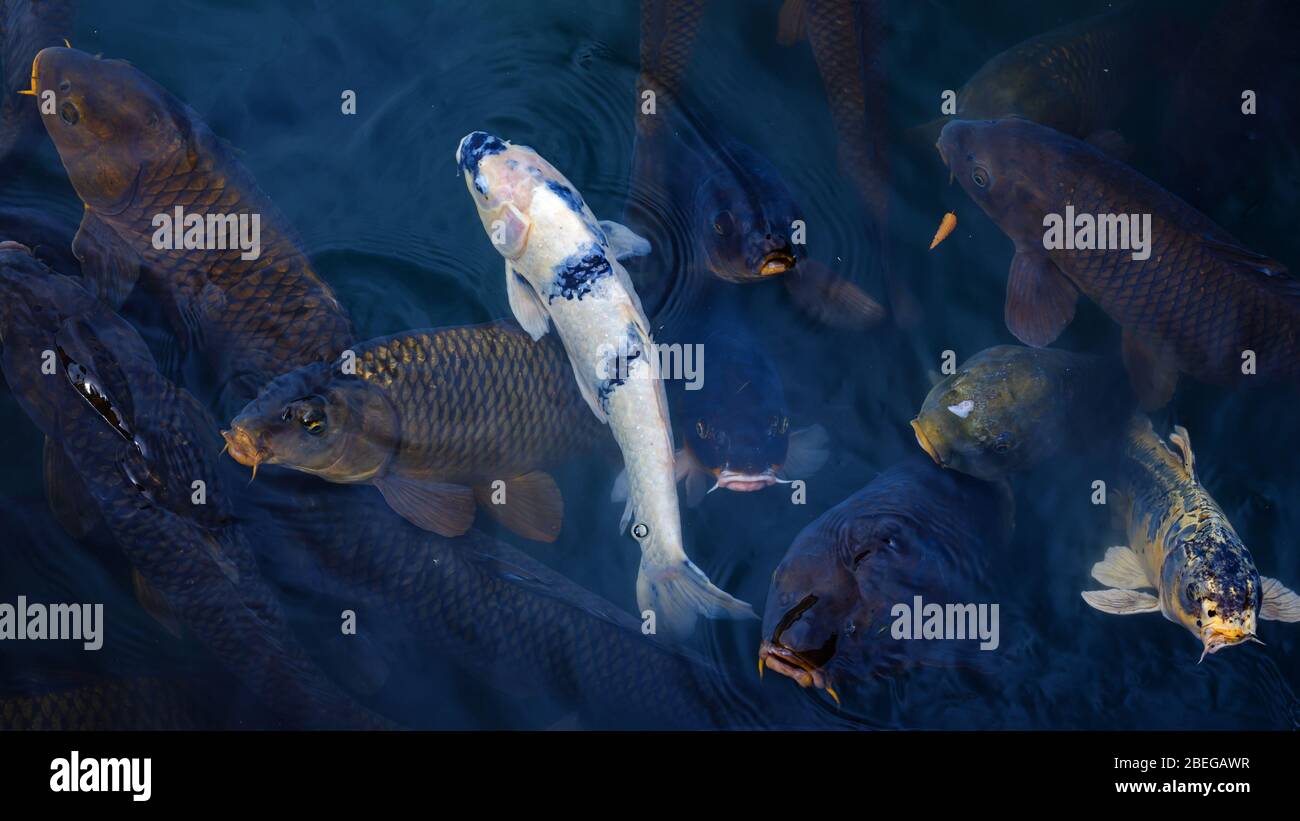 Koi tail hi-res stock photography and images - Alamy