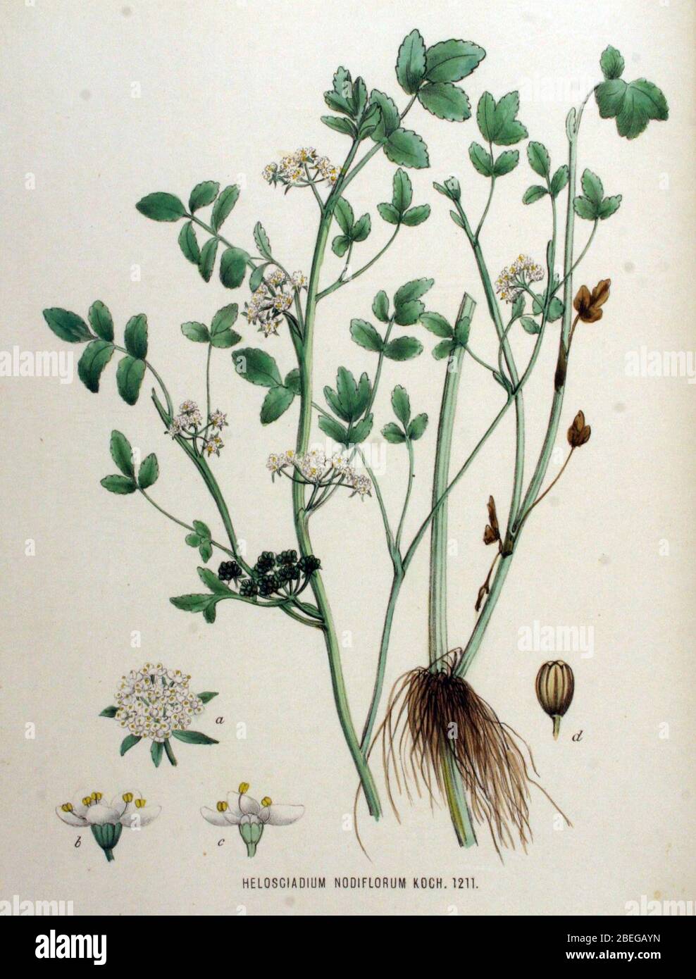 Helosciadium nodiflorum — Flora Batava — Volume v16 Stock Photo - Alamy