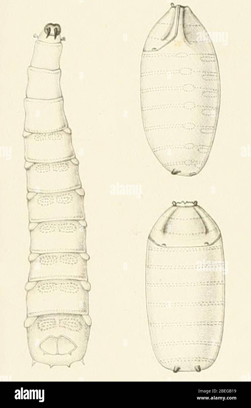 Helomyza tuberivora - larva and pupa (valid synonym Suillia gigantea ...