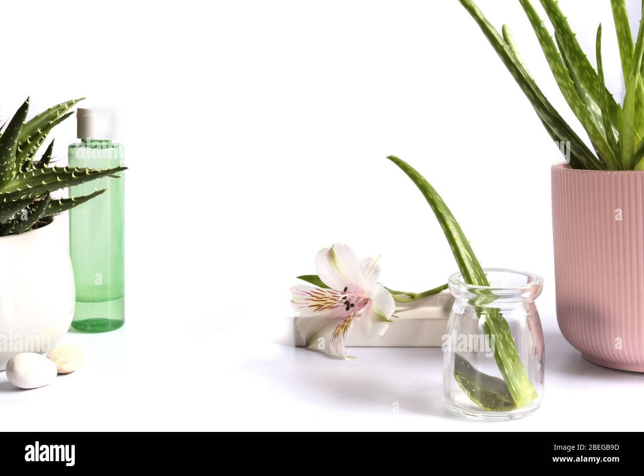 Aloe Vera plant in pot, fresh stem on white background. Skin, beauty ...