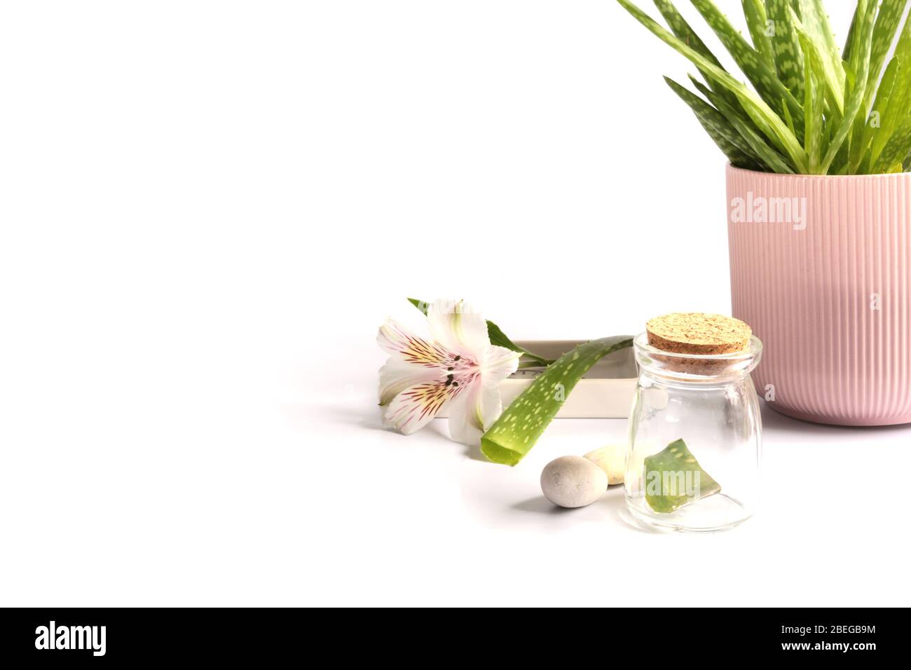 Aloe Vera plant in pot, fresh stem on white background. Skin, beauty ...