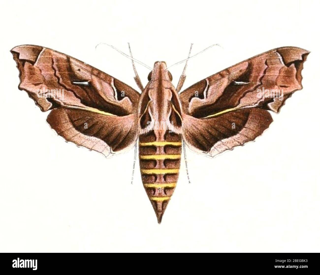 Triptolemus hi-res stock photography and images - Alamy