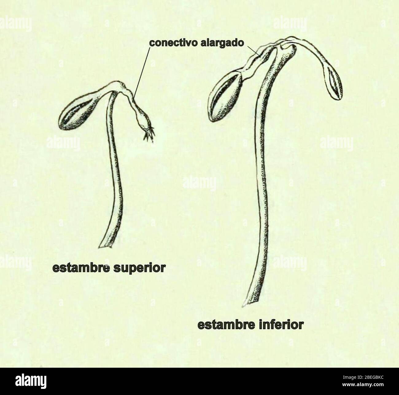 Hemigenia macphersoni - plantillustrations-005a Stock Photo - Alamy