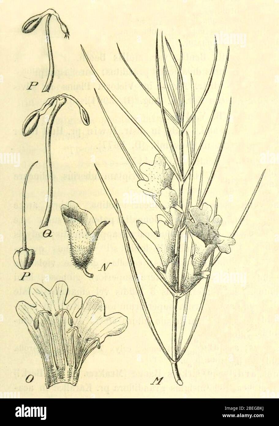 Hemigenia macphersoni - plantillustrations-001 Stock Photo - Alamy