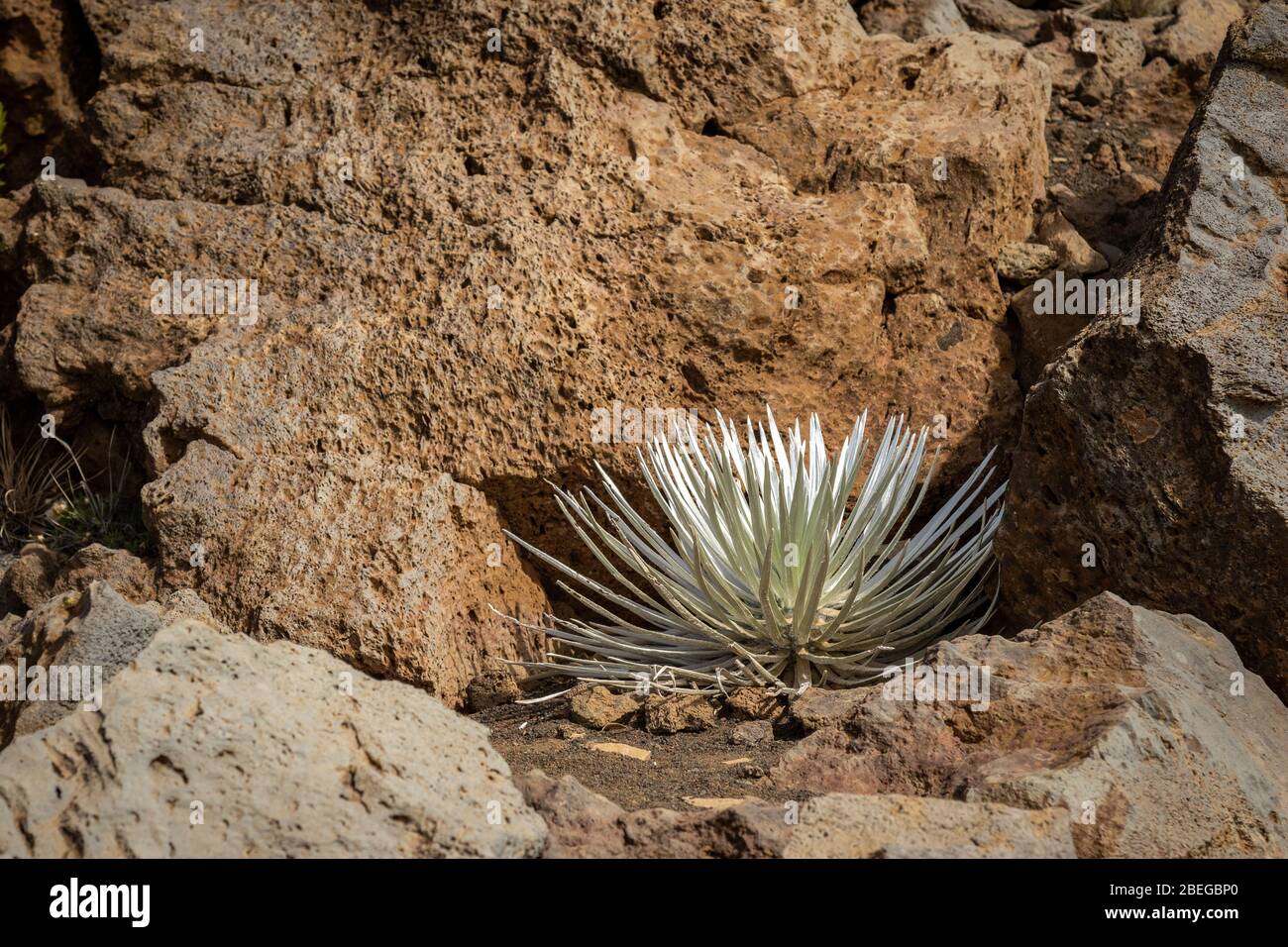 A silversword plant at the Haleakala Volcano habitat Stock Photo - Alamy