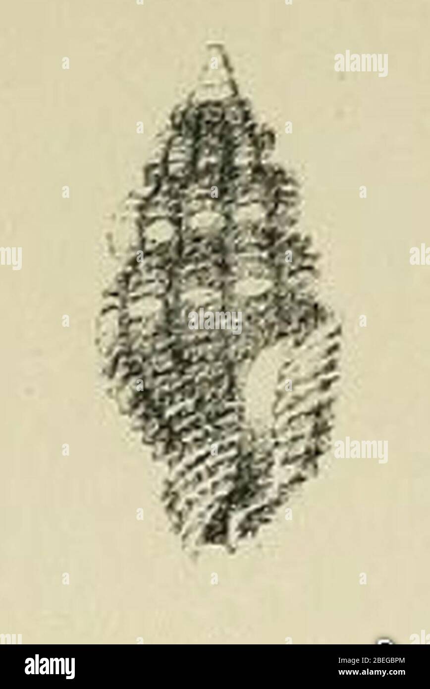 Hemilienardia malleti 001 Stock Photo - Alamy