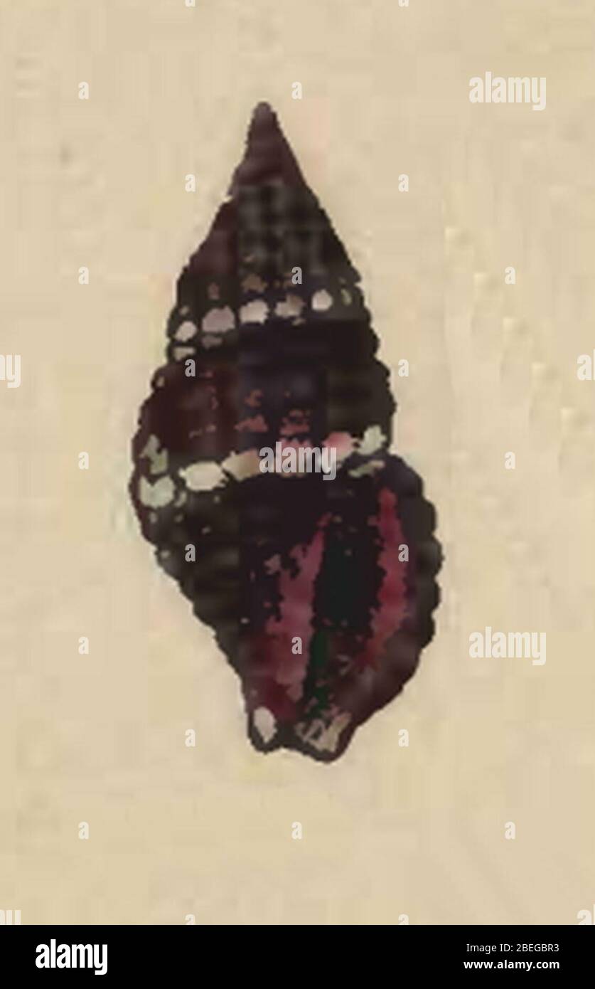 Hemilienardia purpurascens 001 Stock Photo - Alamy