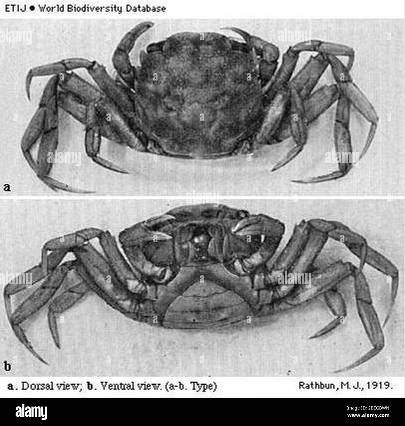 Hemigrapsus hi-res stock photography and images - Alamy