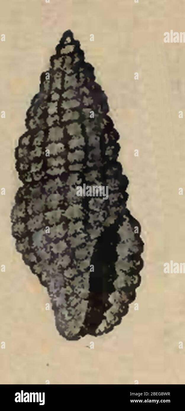 Hemilienardia apiculata 001 Stock Photo - Alamy