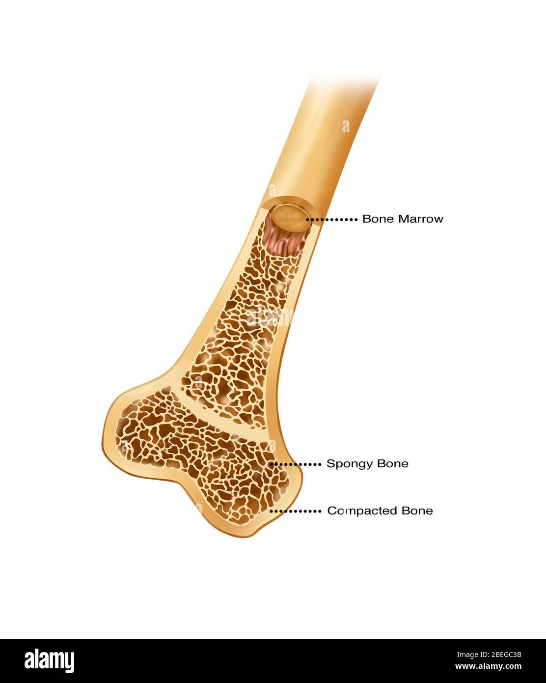 Spongy bone hi-res stock photography and images - Alamy