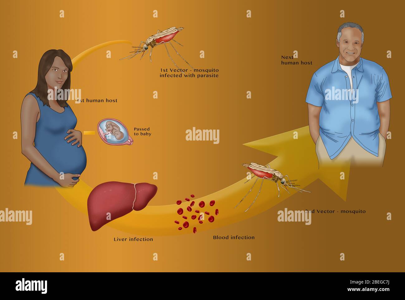 Parasite hi-res stock photography and images - Alamy