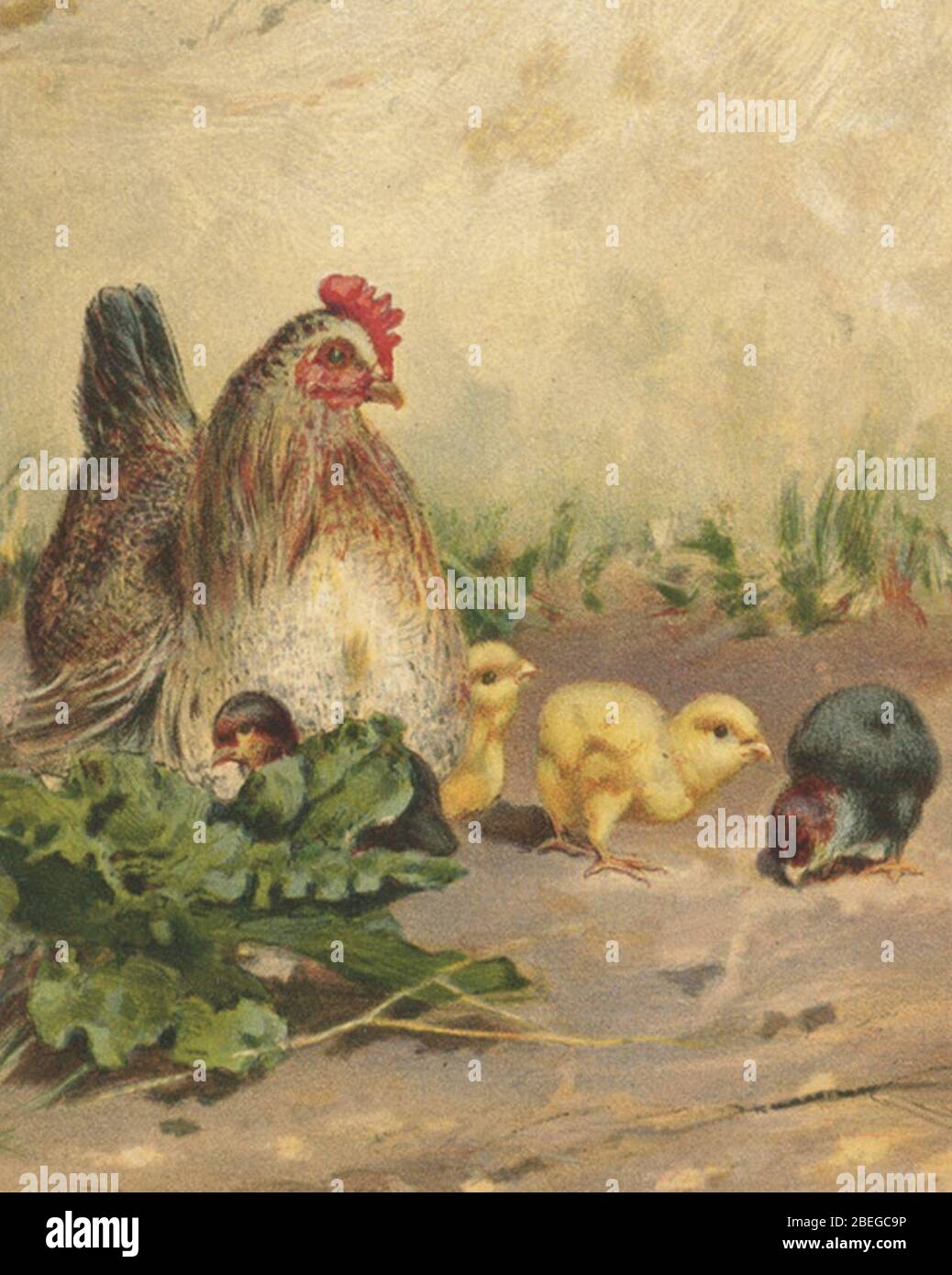 Four chickens hi-res stock photography and images - Alamy