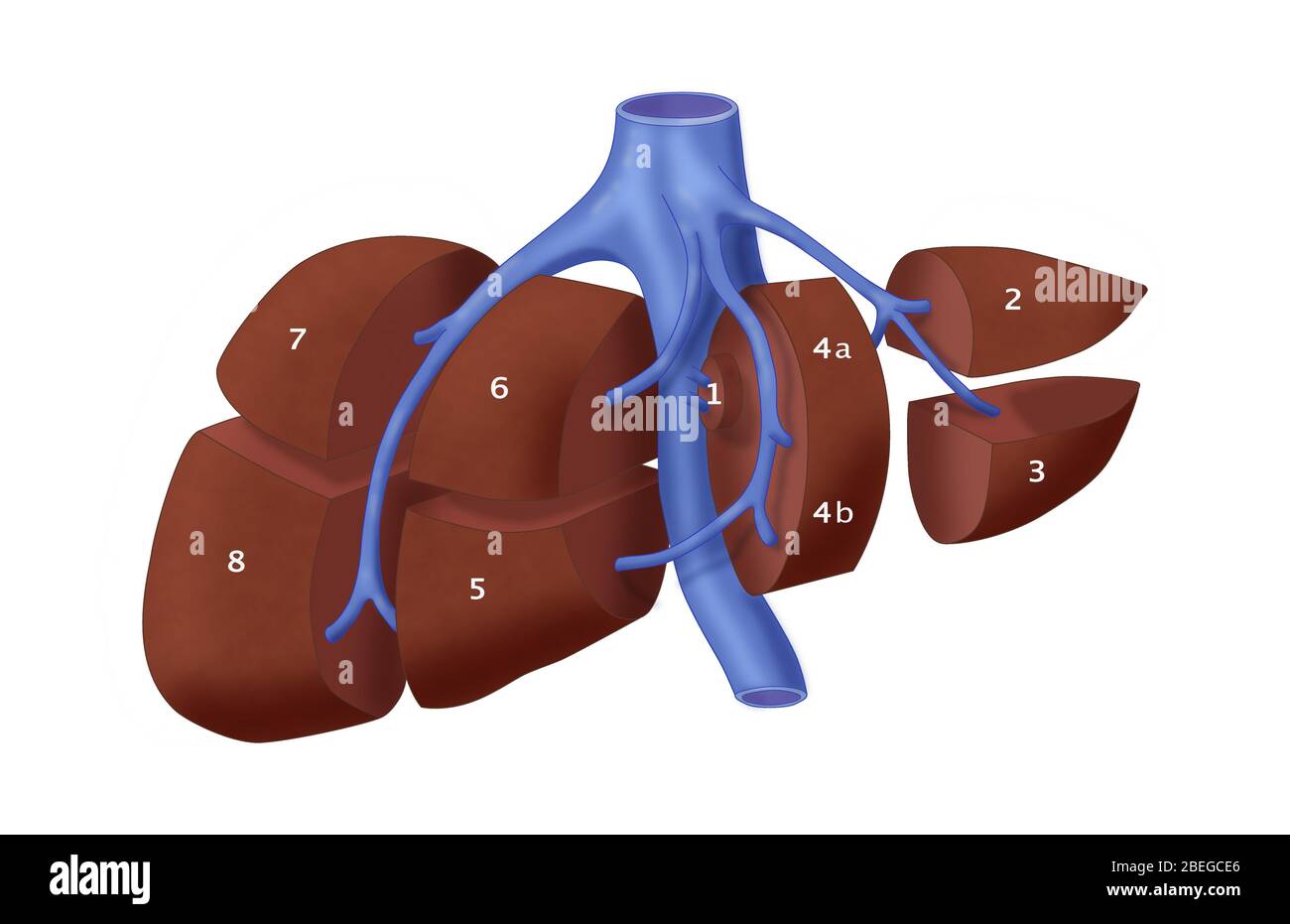Liver Segments, Illustration Stock Photo - Alamy
