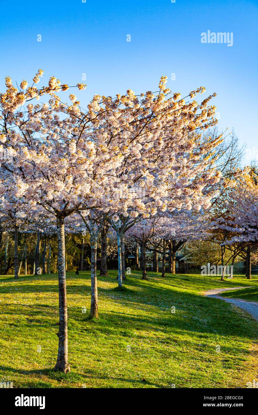 Flowering Cherry trees at Gary Park in Richmond British Columbia Stock ...
