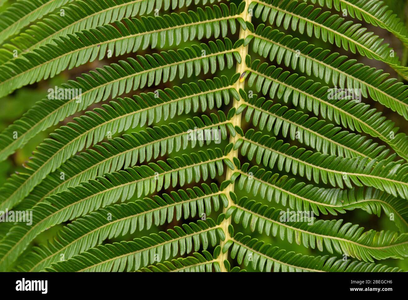 Texture fern fern fern fern hi-res stock photography and images - Alamy