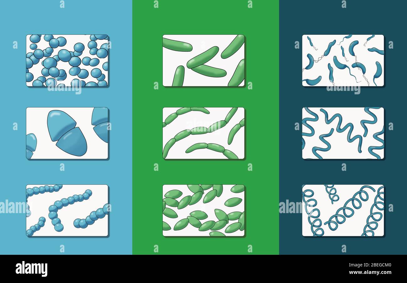 Bacteria Shapes, Illustration Stock Photo - Alamy