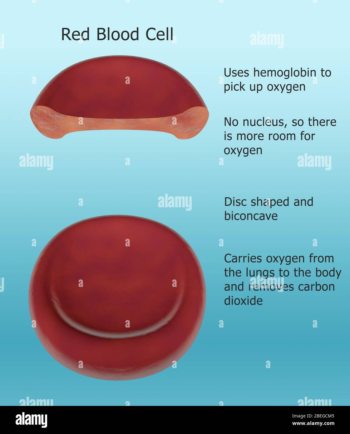 Hematology red blood cell hi-res stock photography and images - Alamy