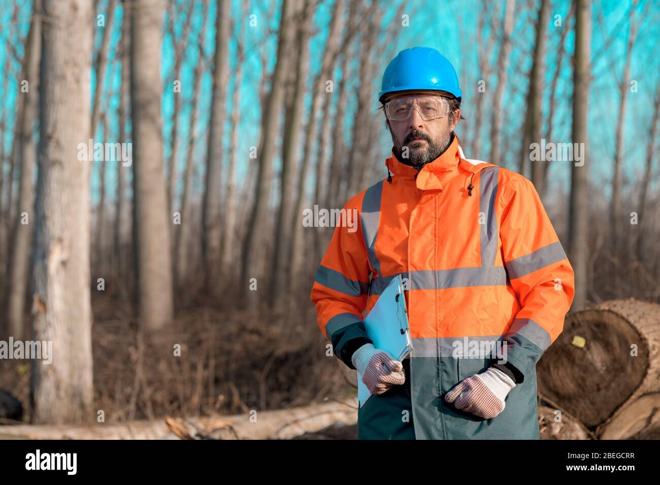 Forestry technician portrait during logging process in forest, holding ... Forestry technician portrait during logging process in forest, holding ...