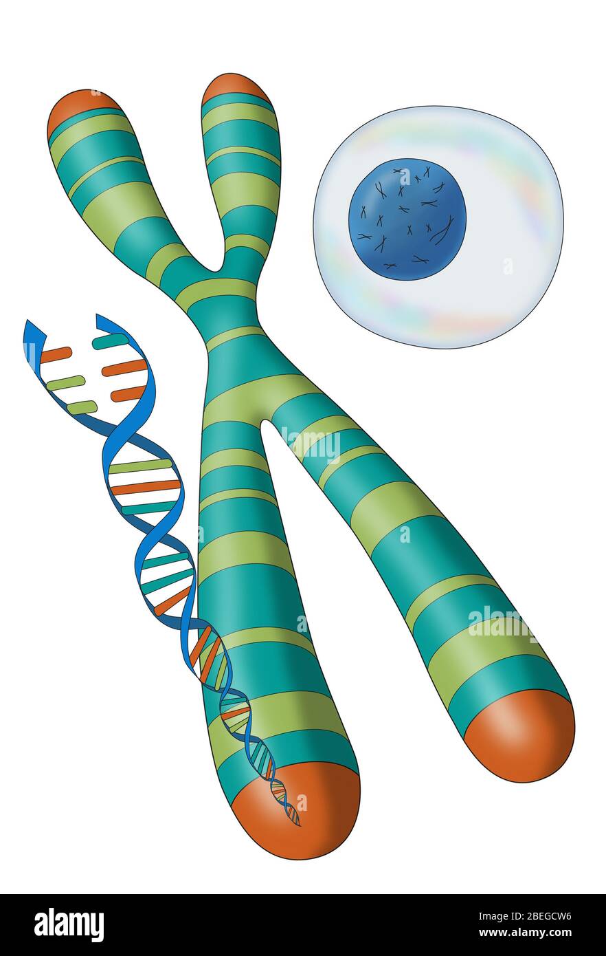 Telomere, Chromosome, DNA and Cell, Illustration Stock Photo - Alamy
