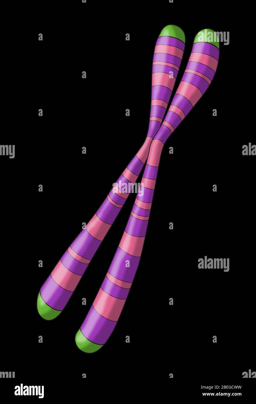 Telomere hi-res stock photography and images - Alamy