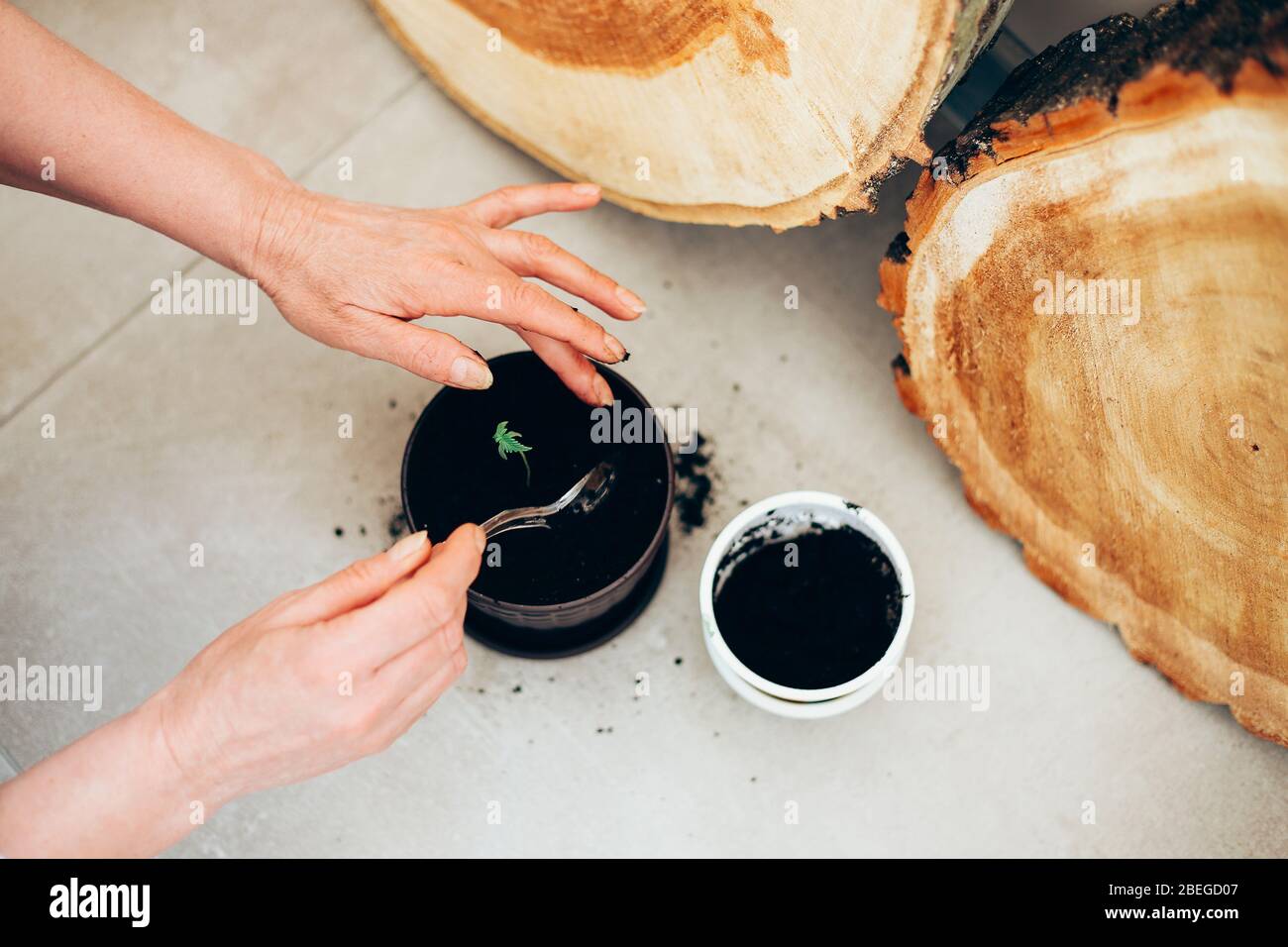 Baby cannabis hi-res stock photography and images - Alamy