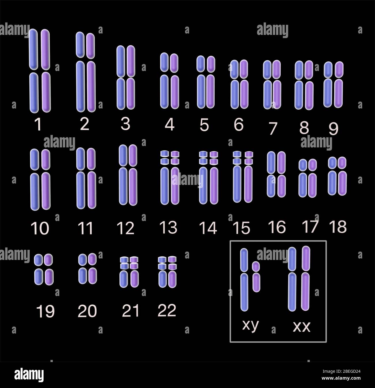 Karyotype hi-res stock photography and images - Alamy