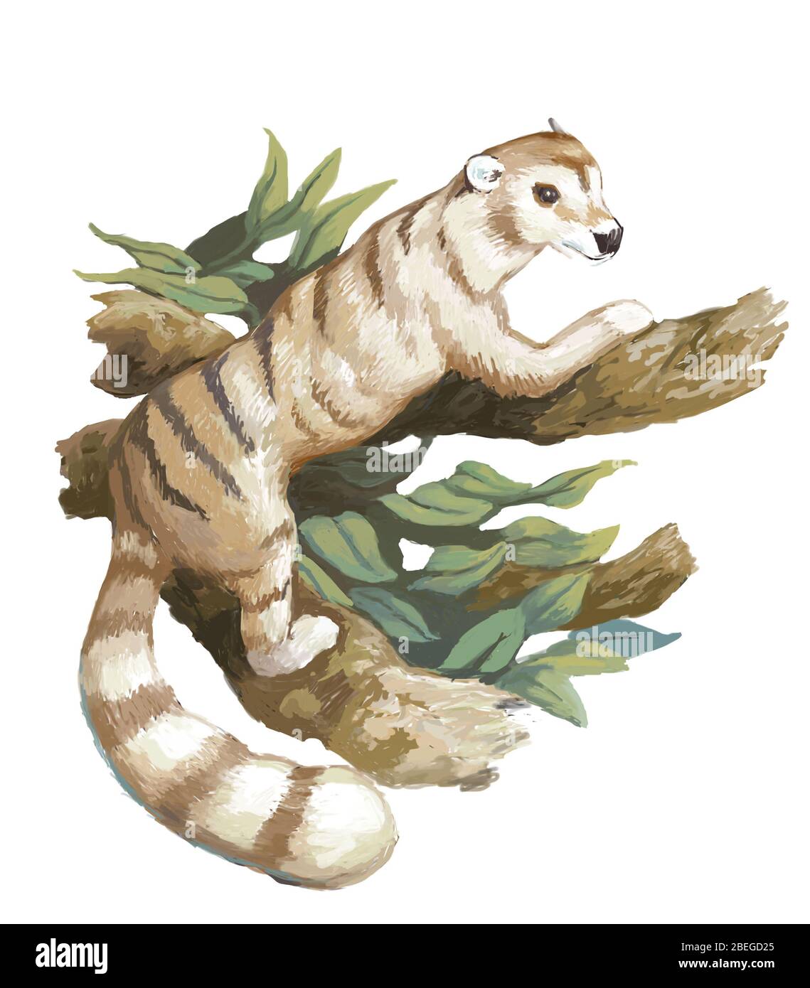 Miacis hi-res stock photography and images - Alamy