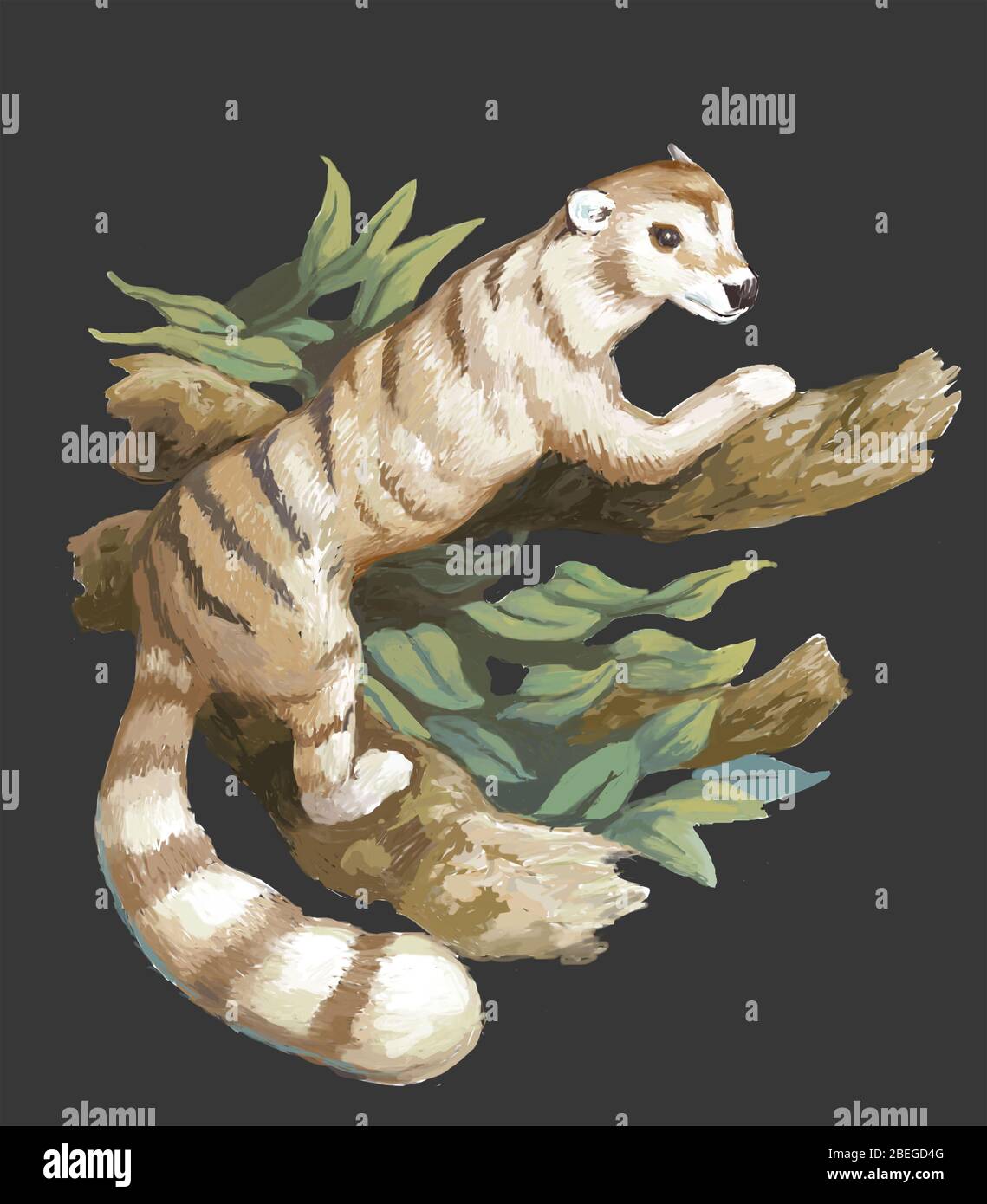 Miacis hi-res stock photography and images - Alamy