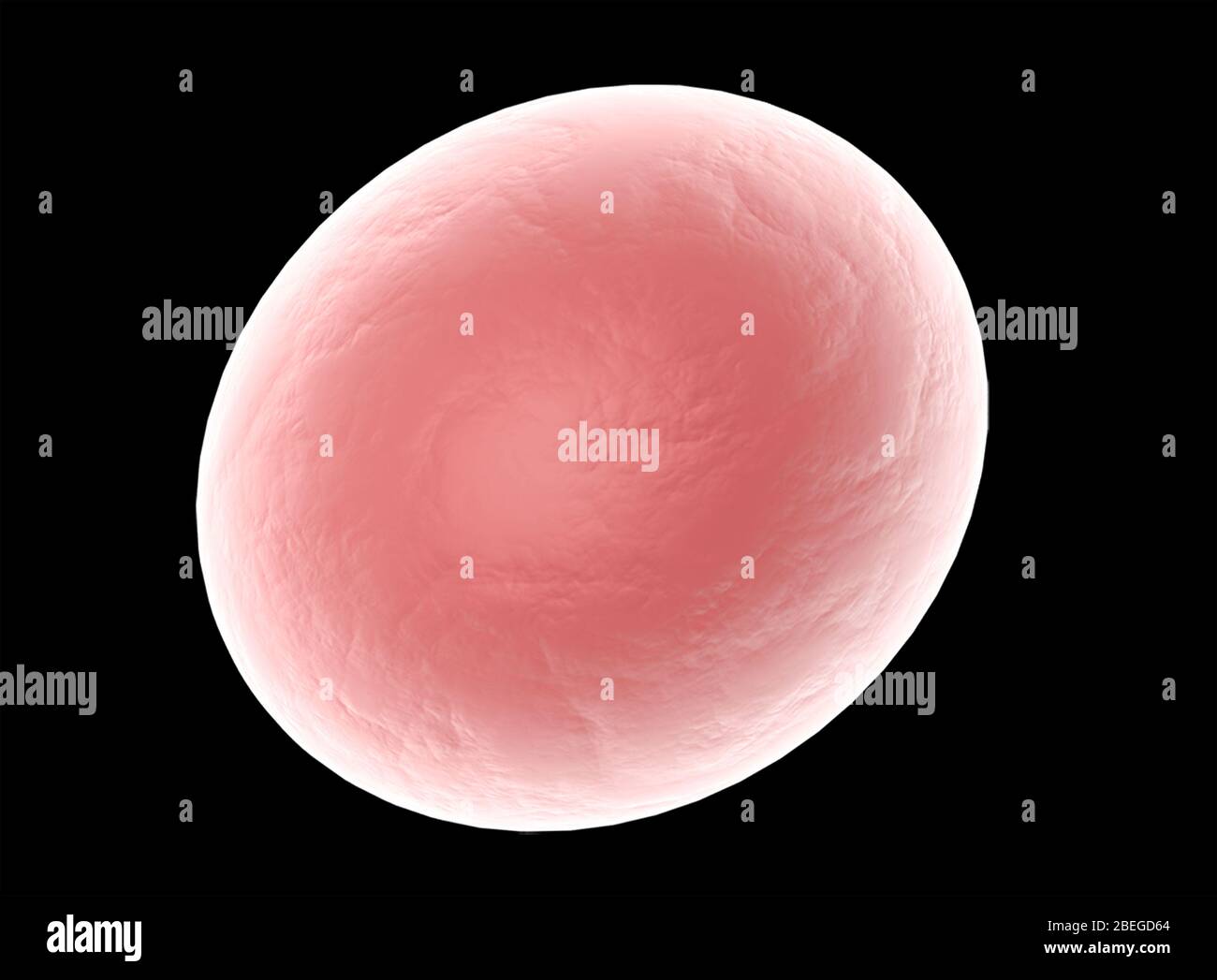 Red blood cell in hypotonic solution hi-res stock photography and ...