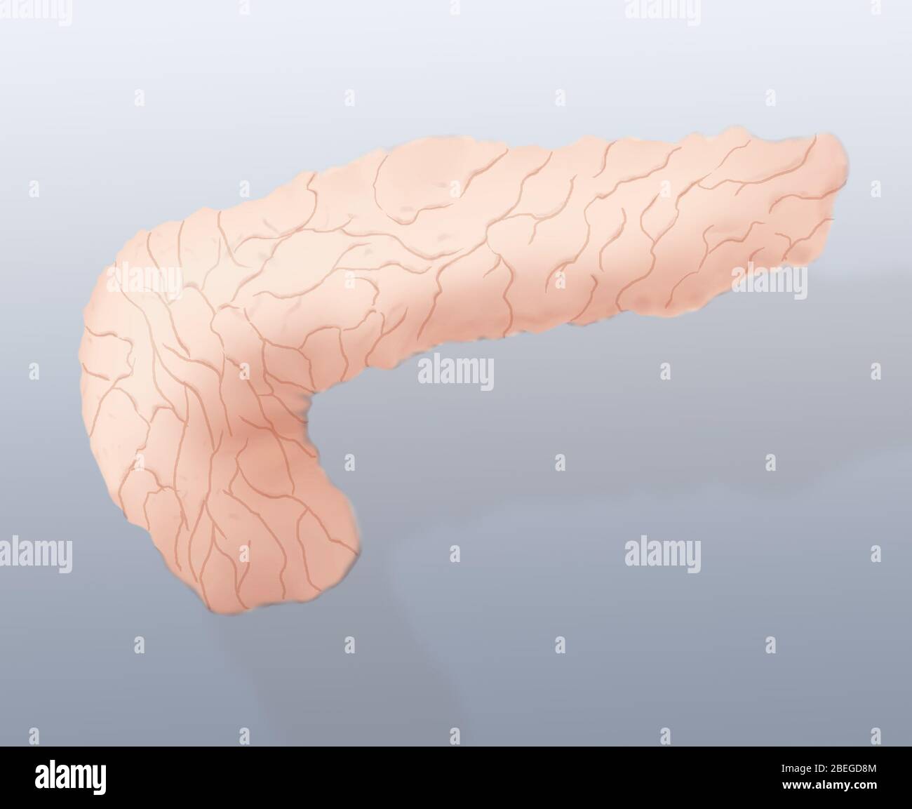 How does the pancreas work hi-res stock photography and images - Alamy