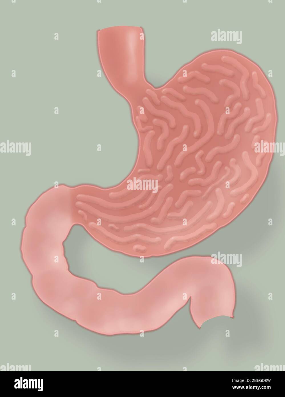 Stomach drawing hi-res stock photography and images - Alamy