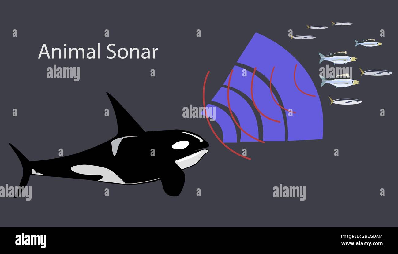 Echolocation hi-res stock photography and images - Alamy
