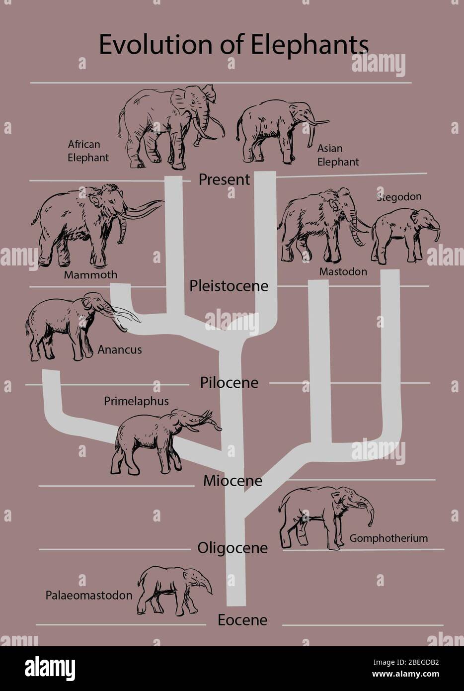 Evolution Of Animals Chart