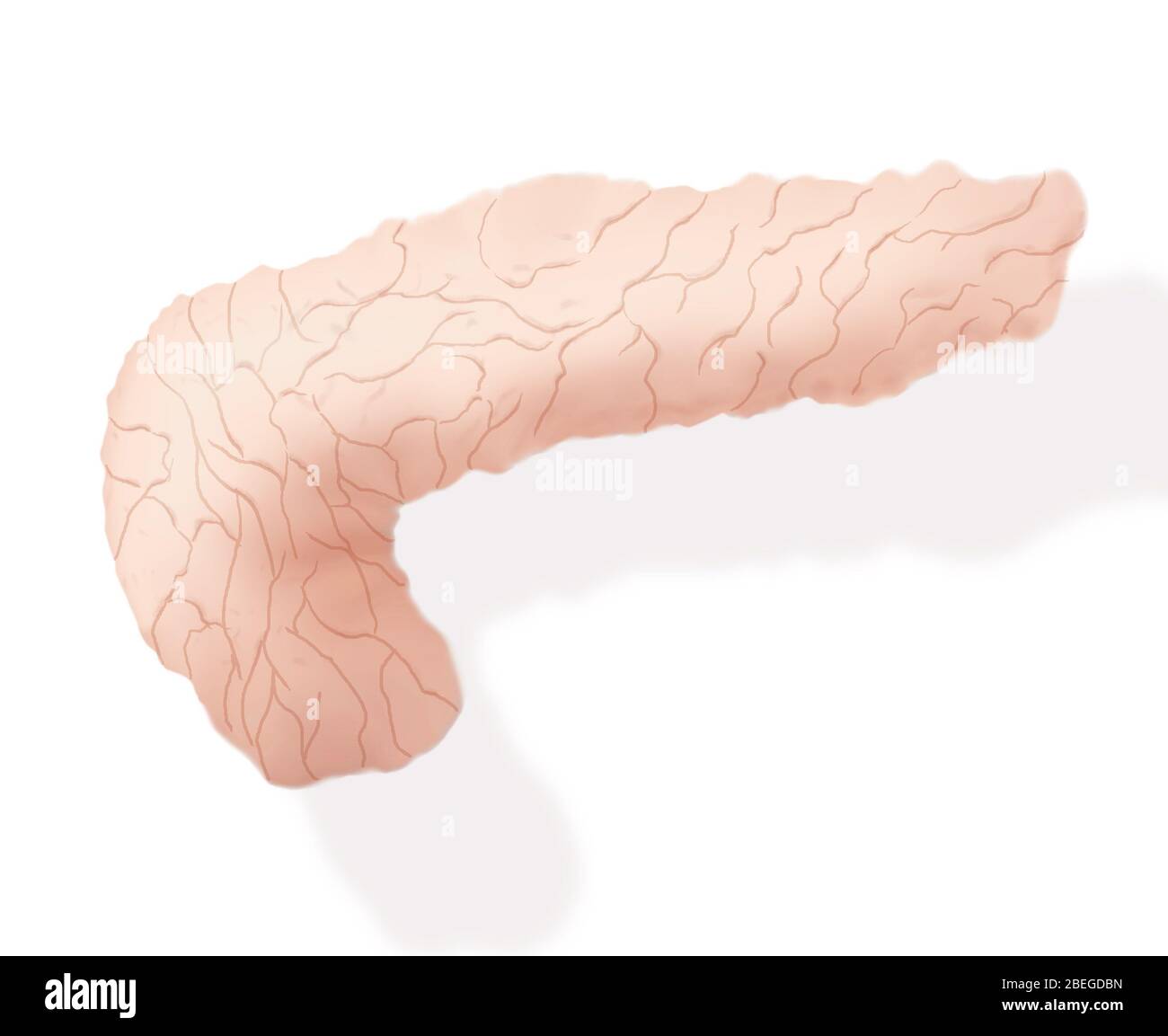 How does the pancreas work hi-res stock photography and images - Alamy