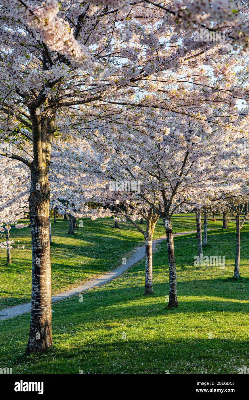 Flowering Cherry trees at Gary Park in Richmond British Columbia Stock ...
